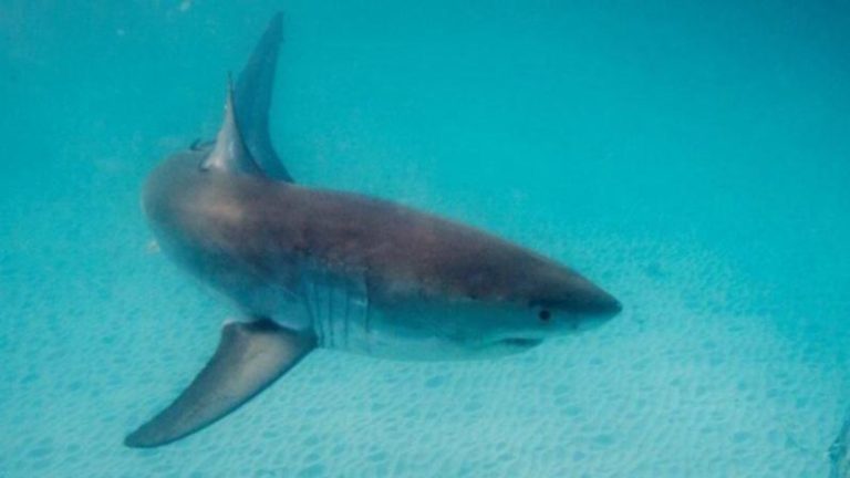 Meelup Beach: Lifesavers close busy swimming spot due to shark sighting ...