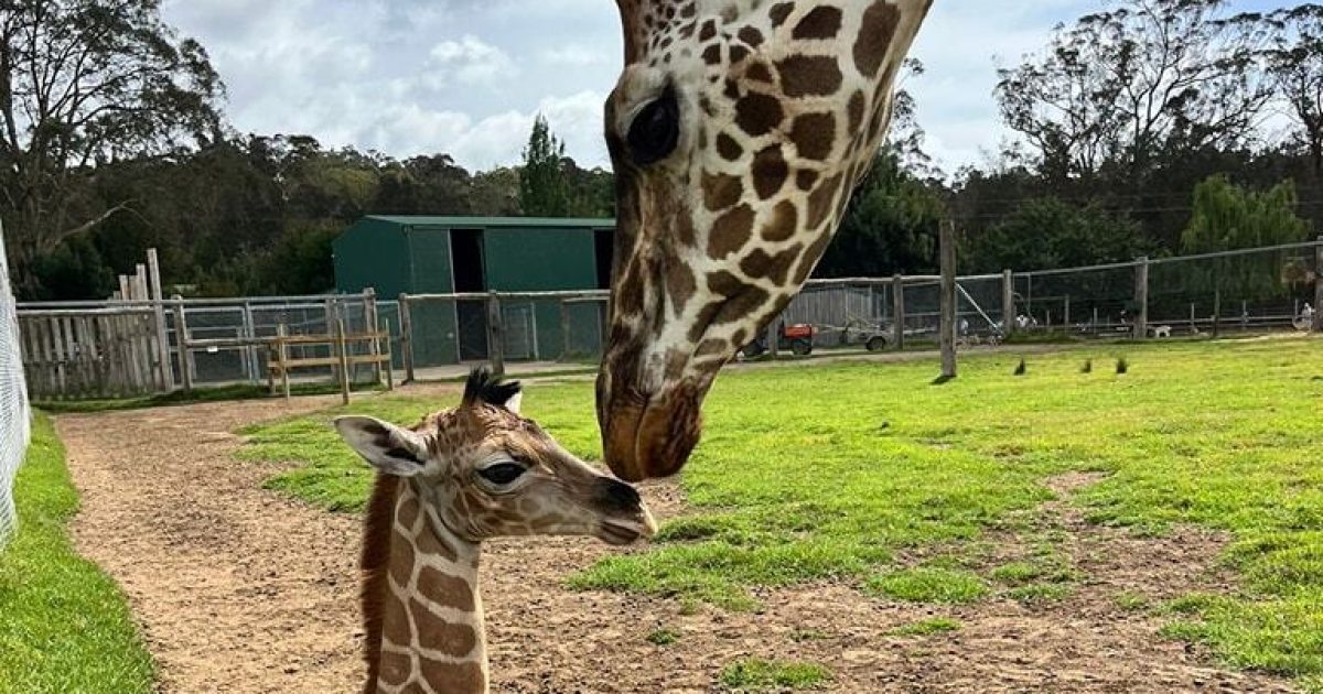 'Wonderful surprise': New faces to Mogo zoo arrive in quick succession ...