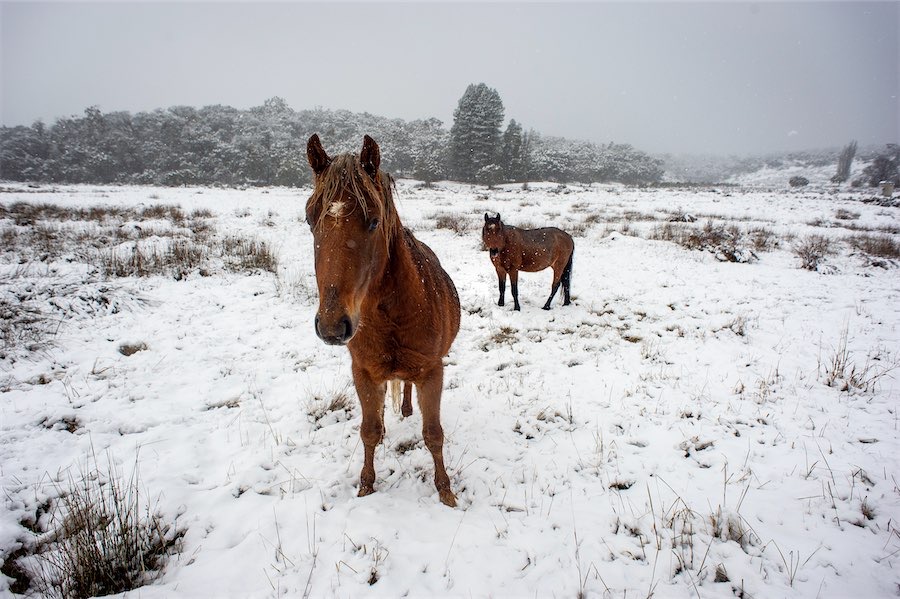 Aerial shooting ends after thousands of brumbies culled - Australian ...