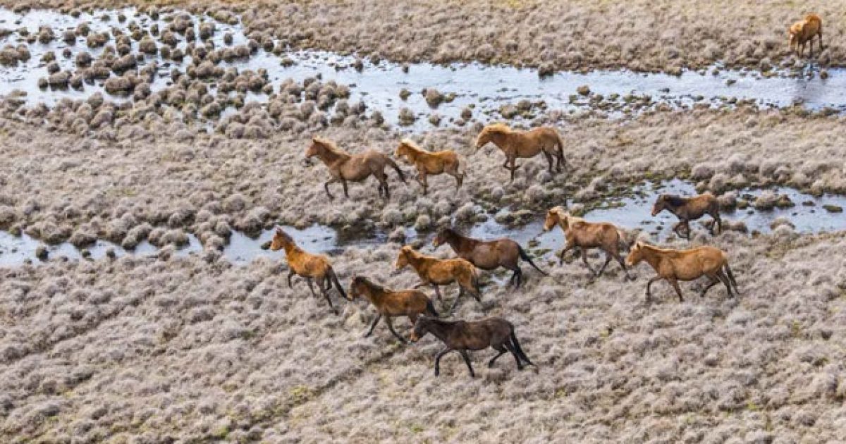 Brumby numbers at record low in Snowy Mountains, latest figures show ...