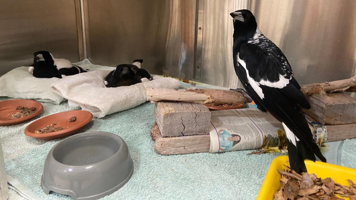South West wildlife carers inundated with birds suffering from ...