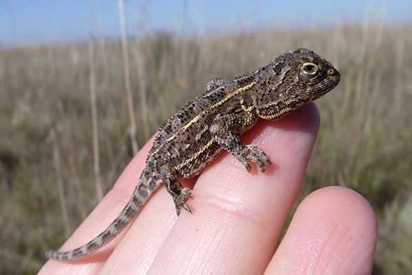 Government to spend millions to save earless dragon - Australian Online ...