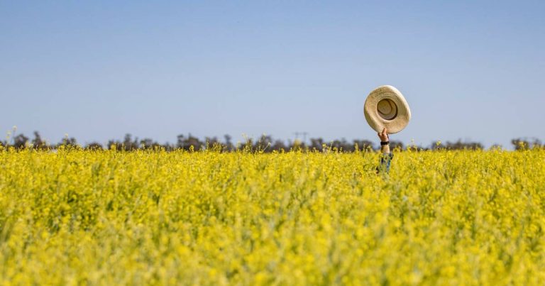 Nufarm may sell canola seed business after profits slip on fish oil ...