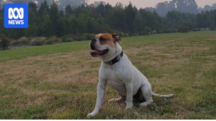 'Hank the Tank' bulldog returns home after a month lost in bushland ...