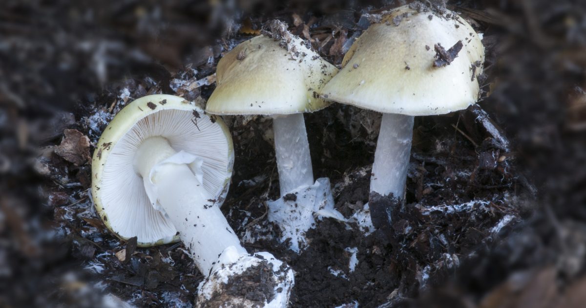'Keep your children safe': Deadly death cap mushrooms detected in ...