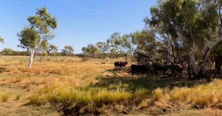 Wanna Station: 890,412 acre WA cattle property for sale | Farm Online ...