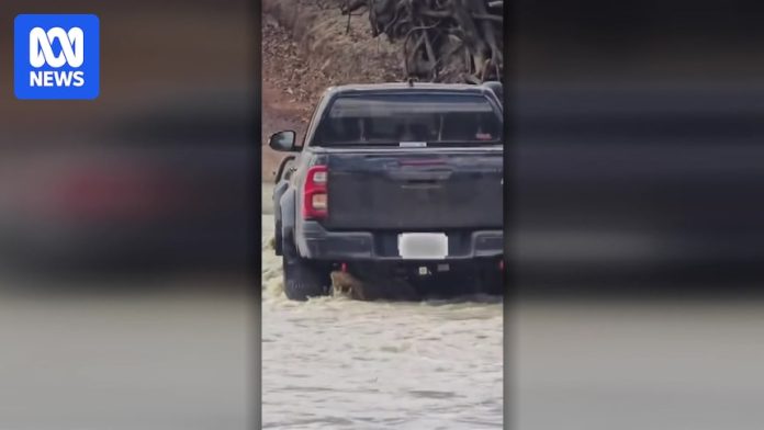 Viral video shows crocodile stuck under vehicle at Cahills Crossing in ...