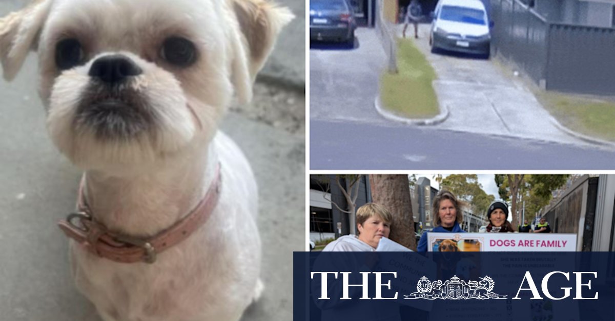 Dog abuser jailed for attack on Millie the Maltese shih tzu ...