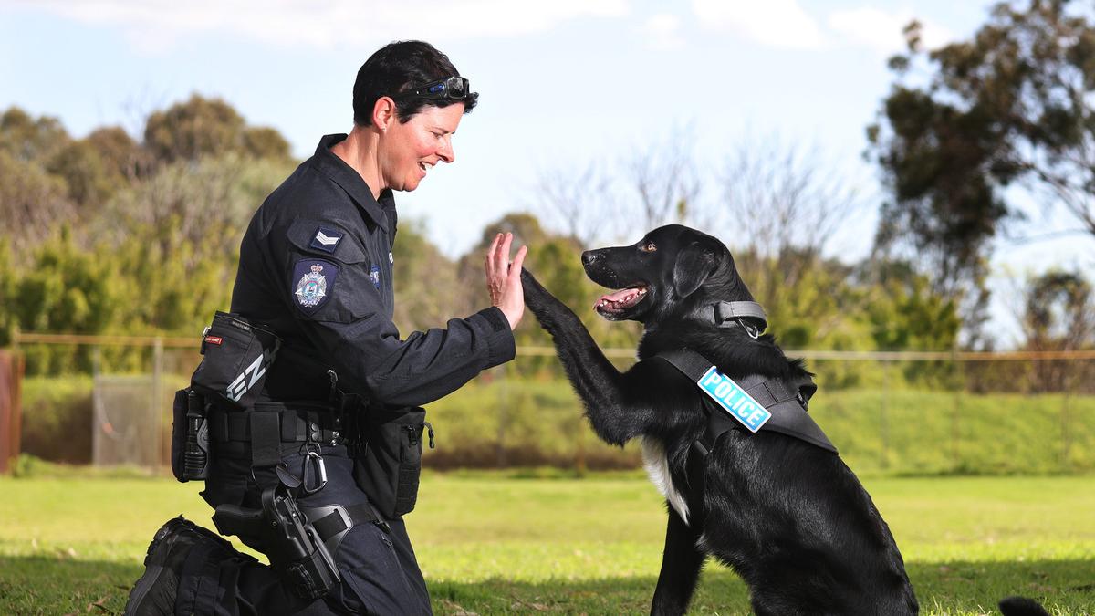 WA Police: Canine unit welcomes latest police dogs who serve as ...