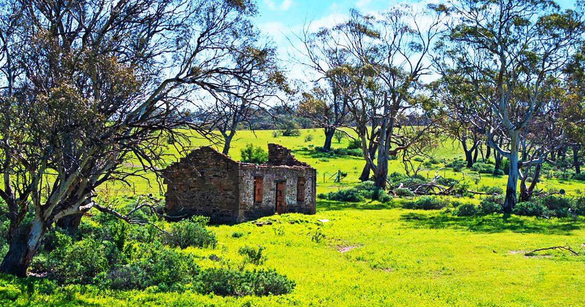 Flinders Ranges summit sheep grazing offers value for money at $600,000 ...