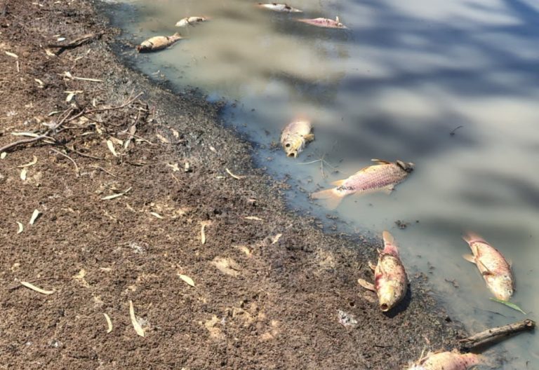 Fish kill in Trangie waterhole - Australian Online News