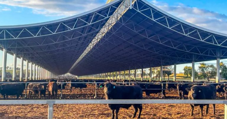 Stanbroke in major grainfed beef play with Rangers Valley takeover ...