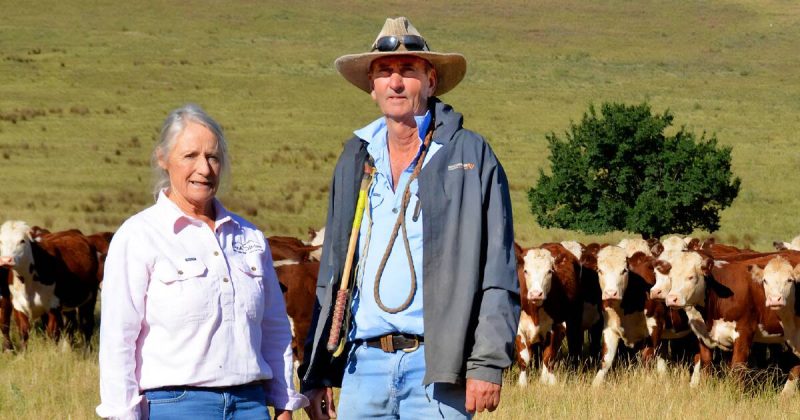 Historic Bindi Station in High Country for sale after 115 years. | Farm ...