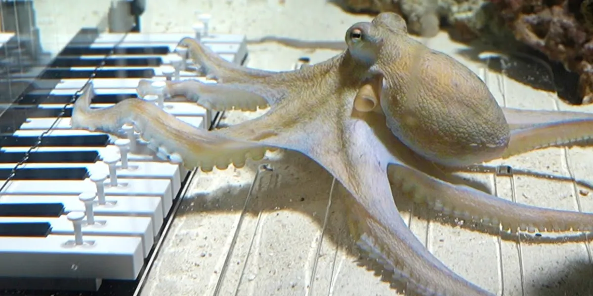 Musician shares how he taught an octopus to play the piano - Australian ...