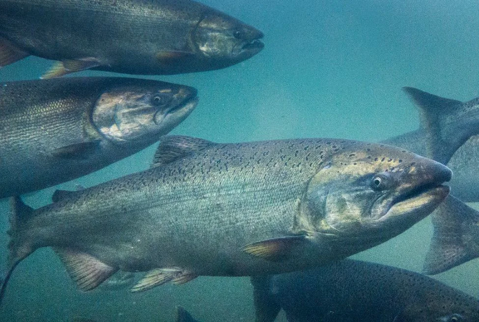 Nufarm losses deepen to $165m as fish oil price drop squeezes canola ...