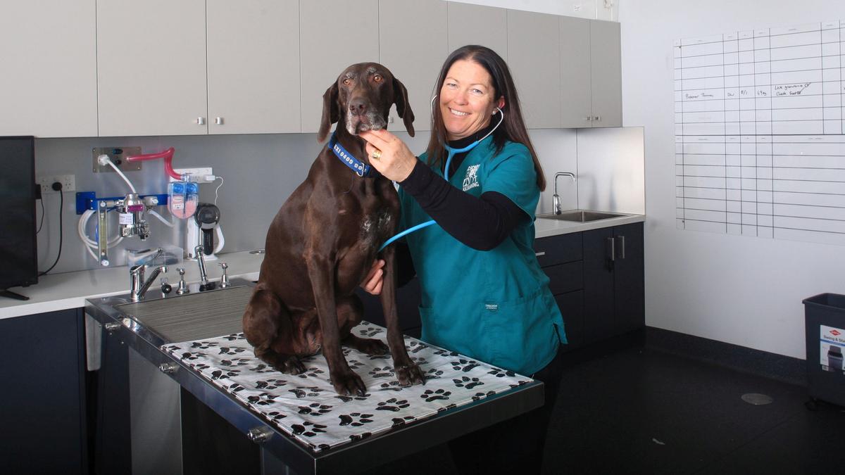 Vet Dr Kate Clayton tells pet owners to be vigilant after treating ...