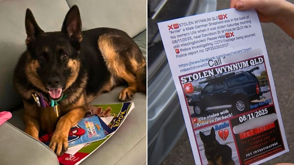 Twist as car found with dead dog inside was not stolen, police allege ...