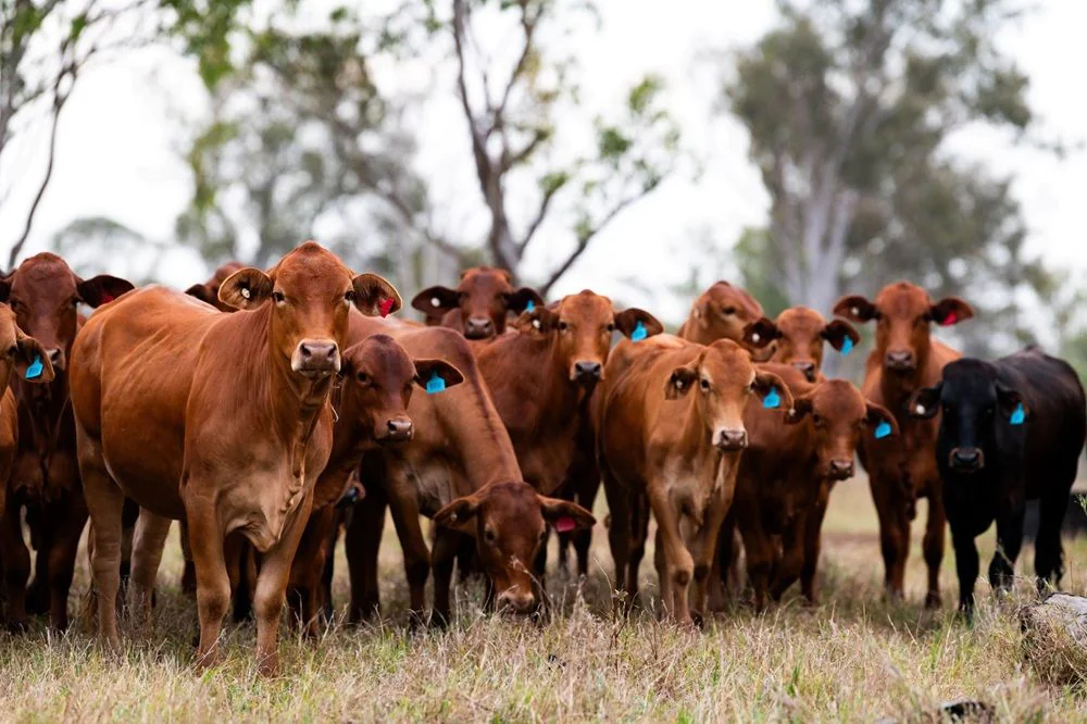 Rumin8 acquires Loam Bio cattle methane abatement spin-out ROAM ...