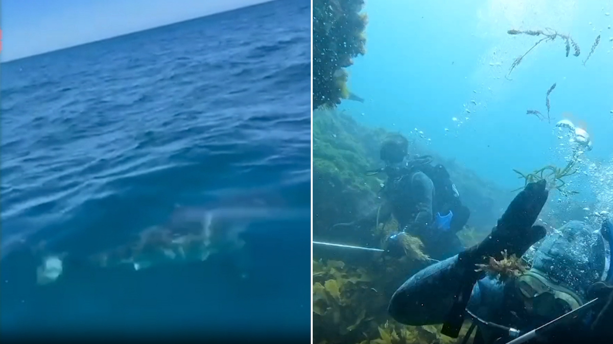 The moment a scuba diver came face-to-face with a great white shark in ...