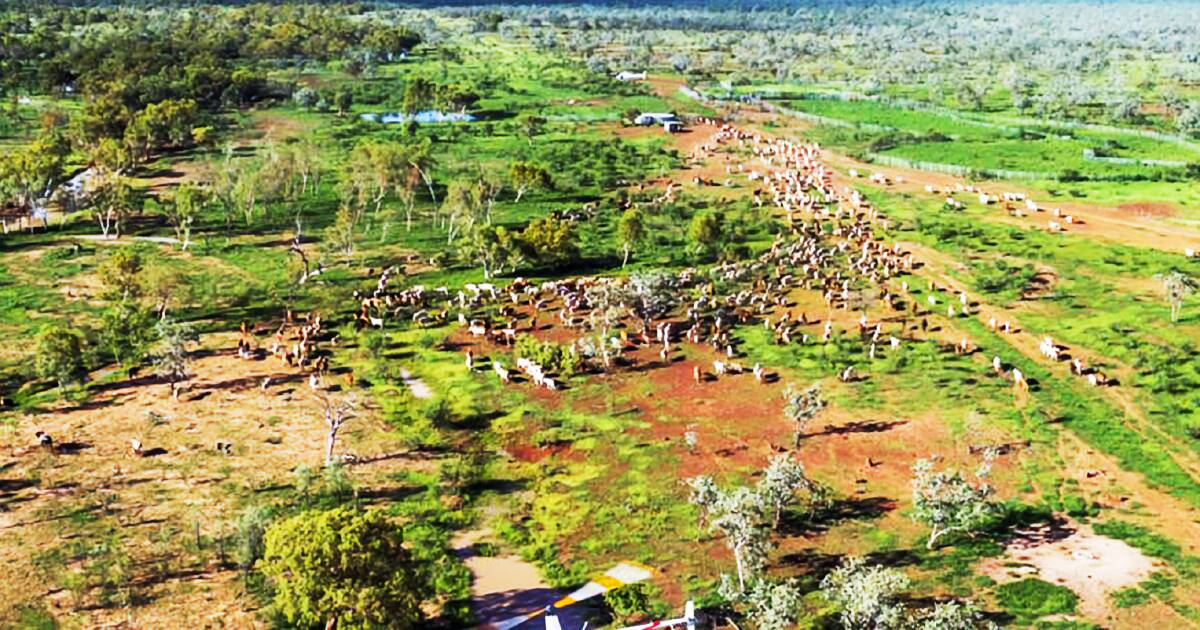 CPC acquires the NT's Beetaloo Station in massive cattle deal | Farm ...