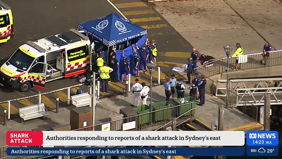 Boy in critical condition after shark attack - Australian Online News