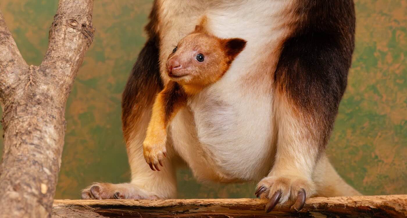 Tiny ‘Pouch-Cam’ Provides Rare Glimpse of Endangered Tree Kangaroo ...