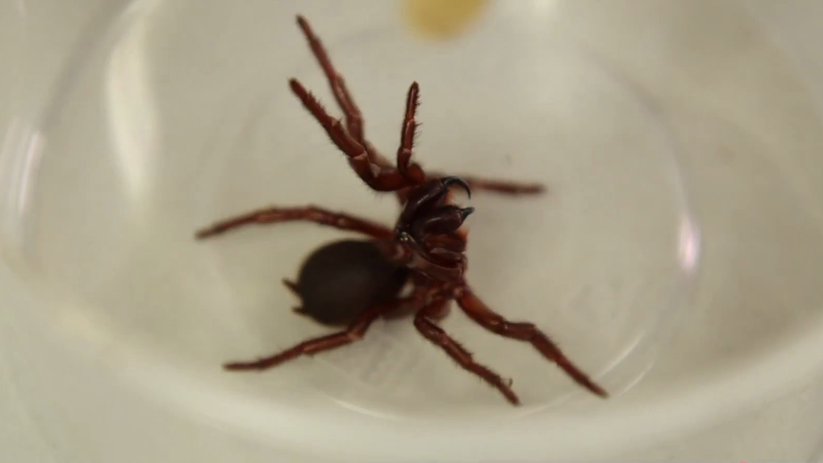 Deadly funnel web spider venom could save heart attack victims ...