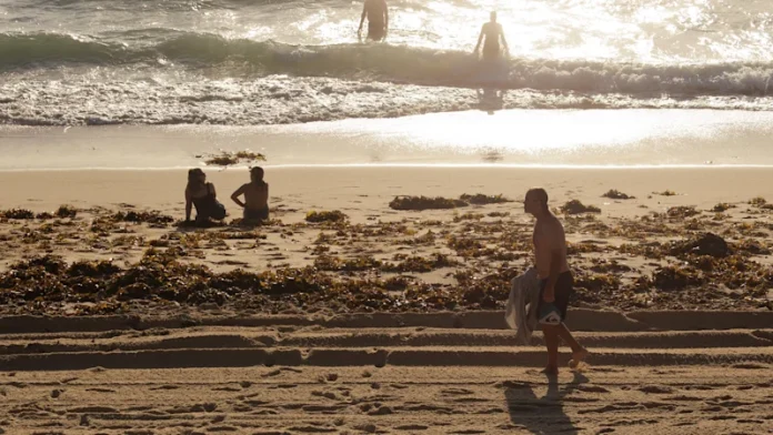Bull shark tagging program launched as city braces for scorcher ...