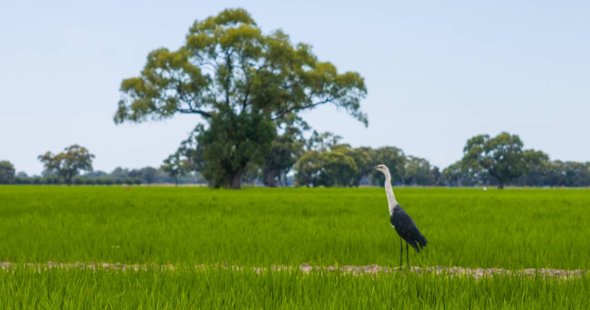 Rice boom explained: what it means for Australian wheat and barley ...