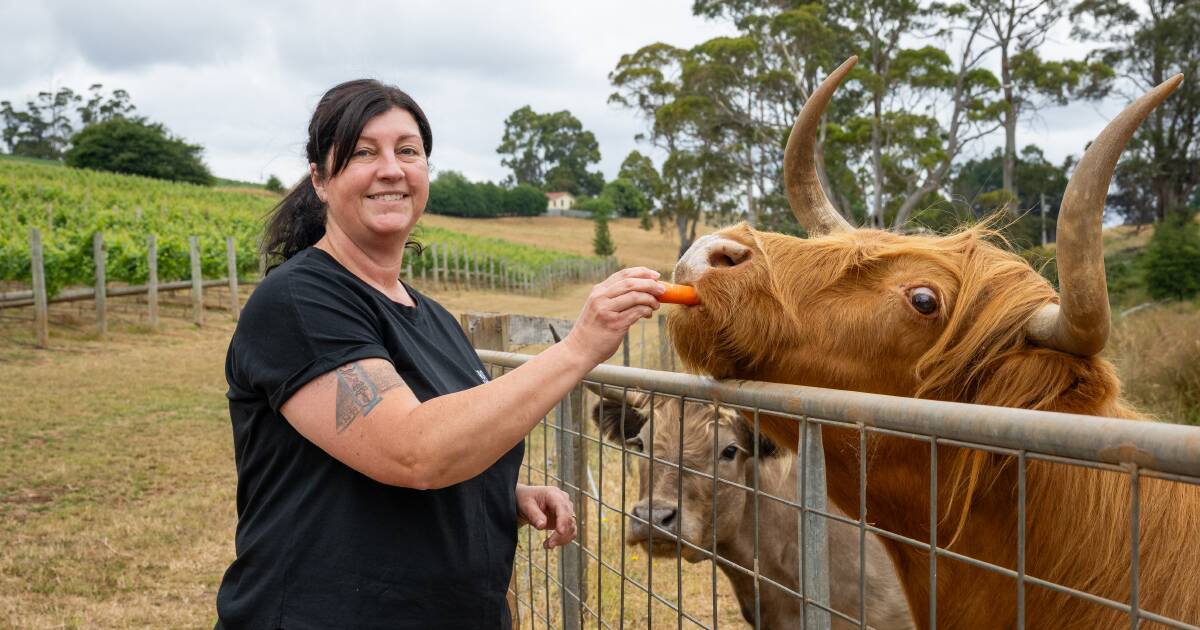 Pairing wines with cow selfies? This vineyard hopes it's a popular ...