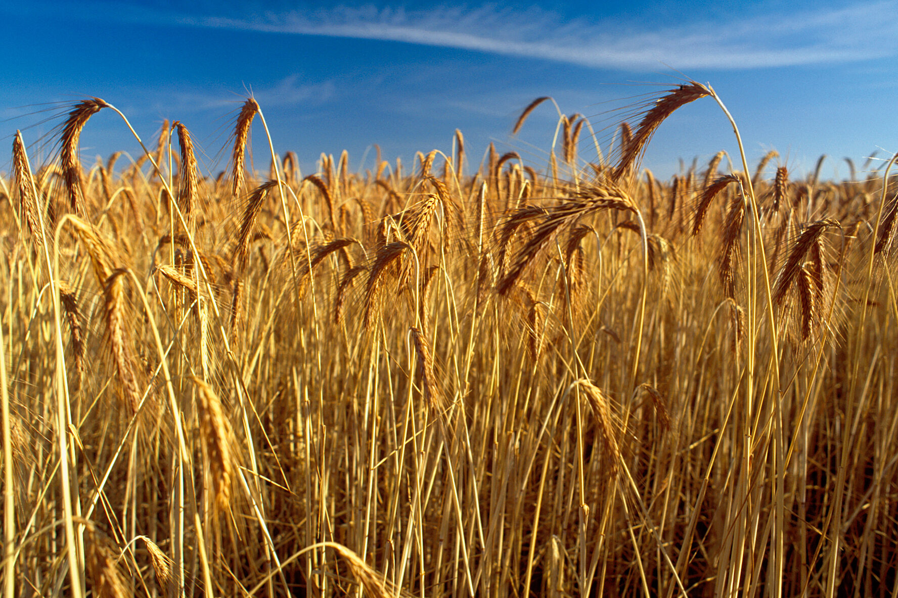 Heatwaves pose a real threat to crops and livestock - Australian Online ...