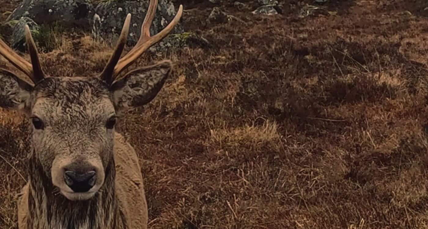 Magical Footage Shows Stag Strolling up to Lick a Man’s Camera Then ...