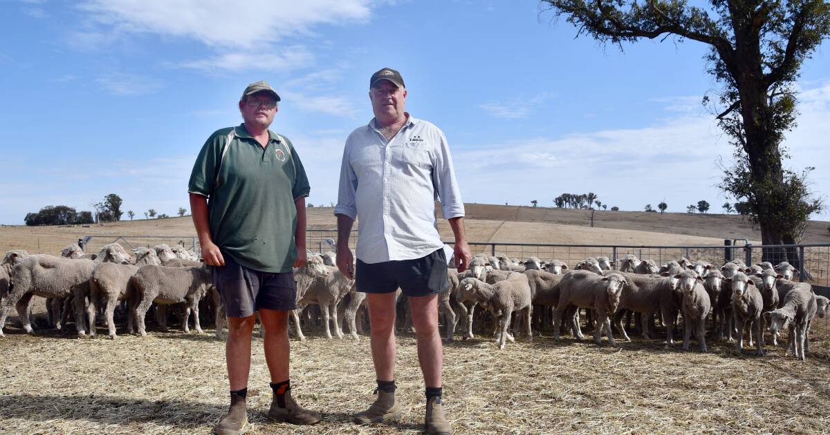 'A great time to be in Merino sheep': confidence grows for a market ...
