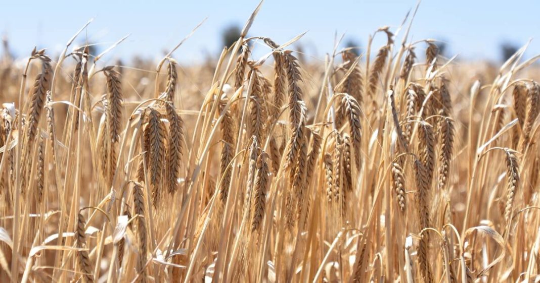 New barley dormancy breakthrough could save Australian growers millions ...