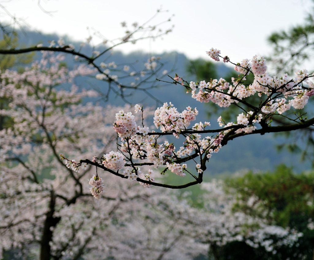 Where and when to catch peak cherry blossom bloom across the US this ...