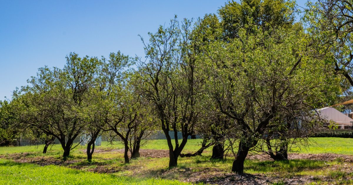 The oldest almond trees in the ACT are at Lanyon - and now you can see ...