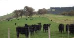 Livestock tag prices lowest in Australia - Australian Online News