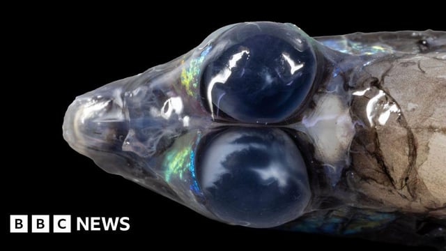 Unexplored deep-water worlds in Caribbean revealed for the first time ...