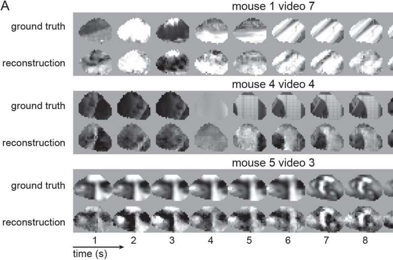 Movies reconstructed purely from mouse brain activity - Australian ...
