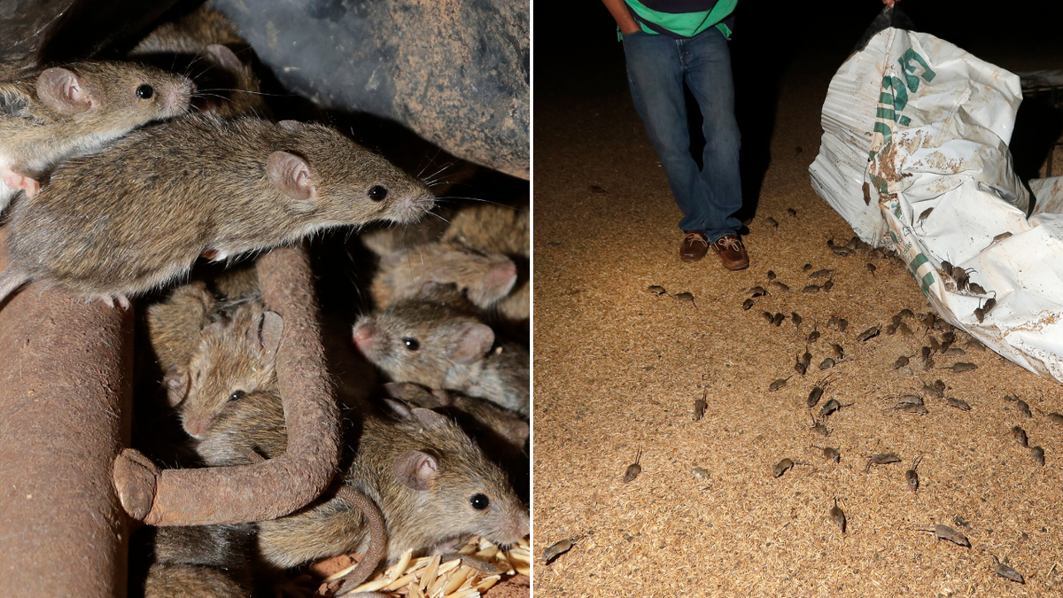 Farmers sound alarm on growing mouse plague across regional Australia ...