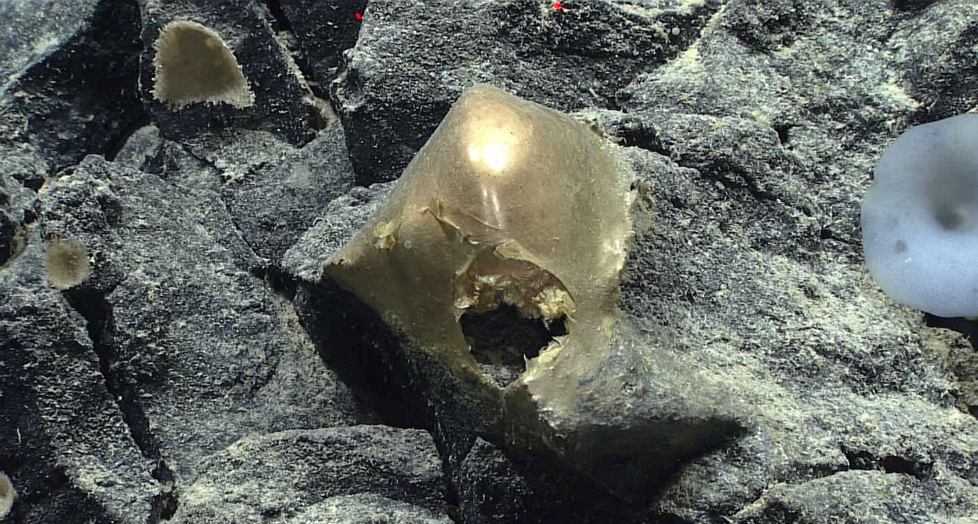 Mystery of the ‘Golden Orb’ Found Two Miles Deep on Ocean Floor is ...