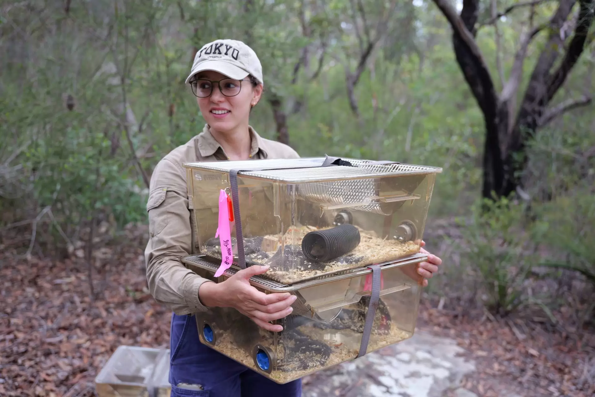 Bush rat release a rare pre-Easter eco treat - Australian Online News