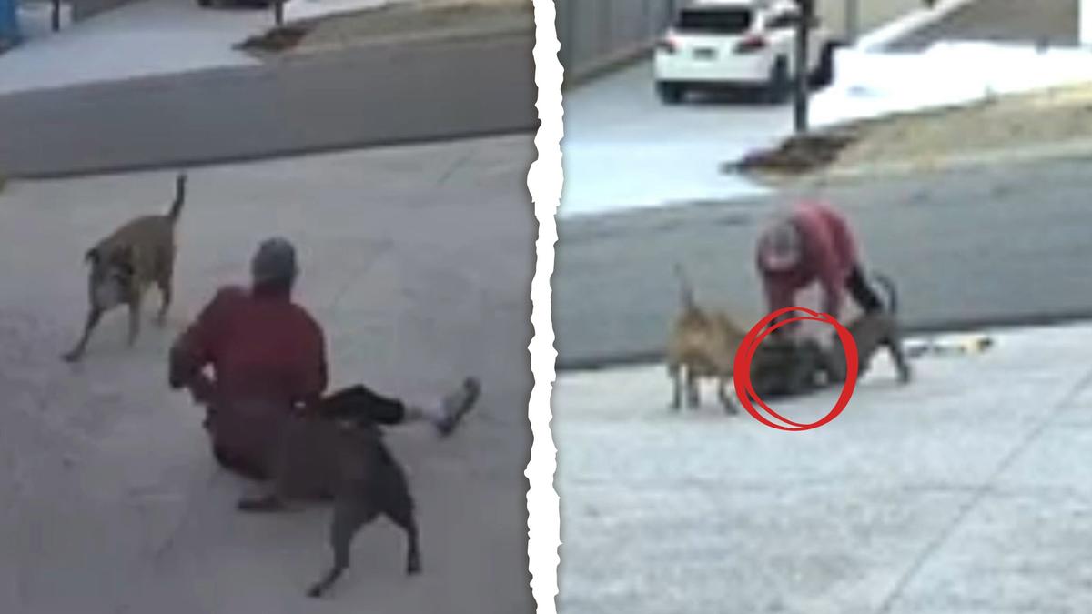 Dianella dog attack: Stirling mayor confirms fate of dogs involved in ...