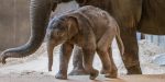 The Smithsonian's National Zoo is welcoming their first baby elephant ...