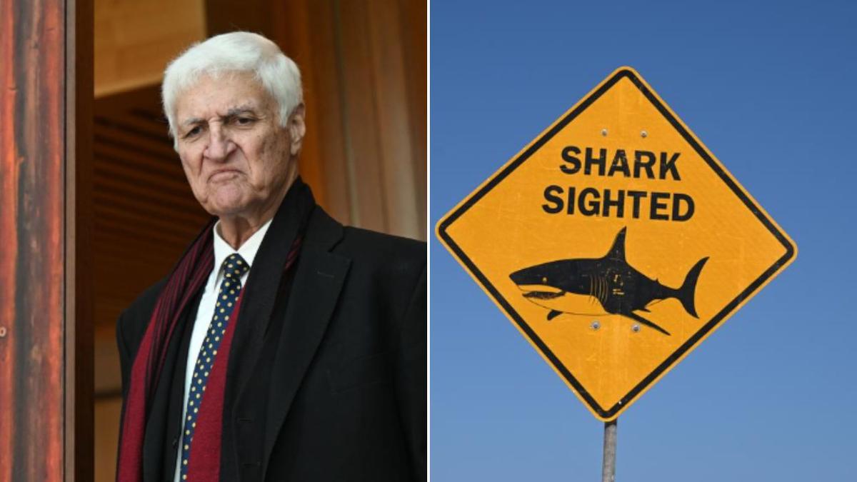 ‘Unnecessary tragedy’: Bob Katter blasts shark laws after fatal Far ...