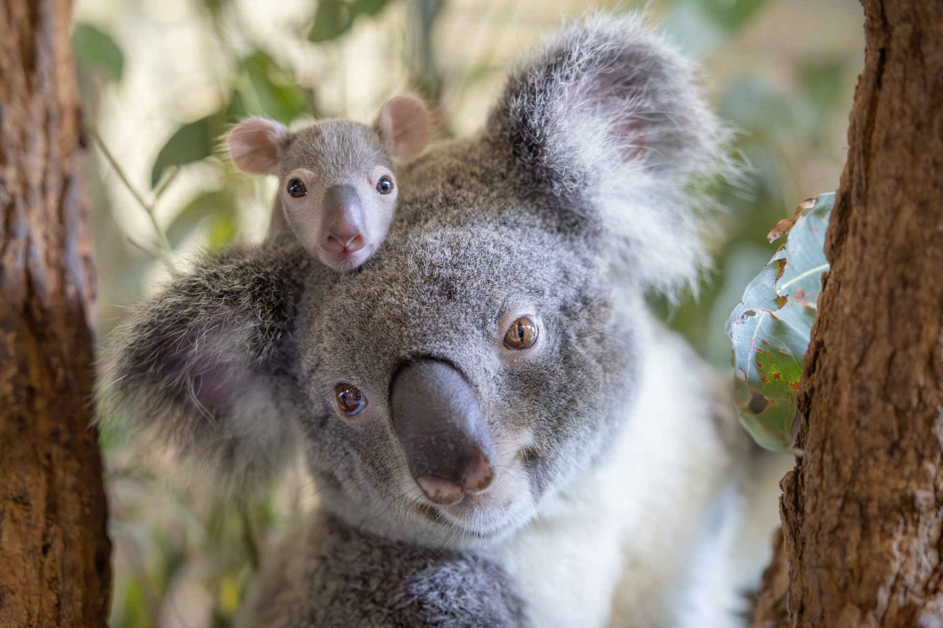 From Jellybean to Joey: First Koala Offspring Emerges at Australia Zoo ...