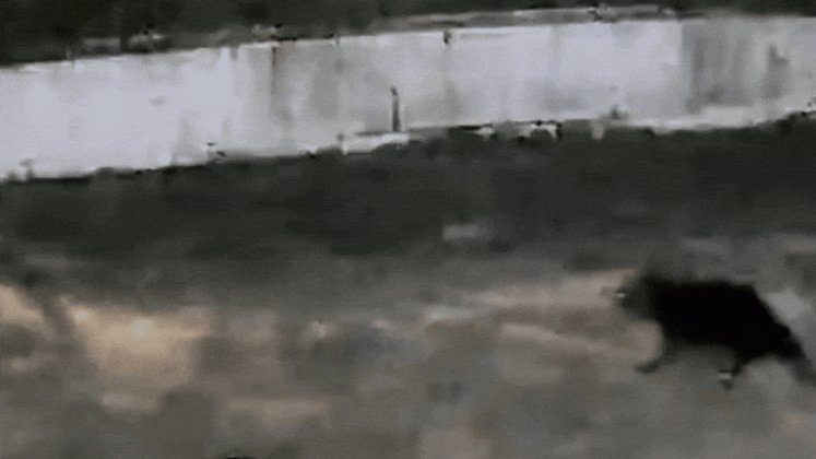 Mary the Tasmanian devil: Gold Coast wildlife park confirms missing ...