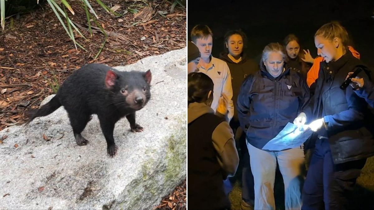 Wildlife crews close in on Tasmanian devil Mary missing from Gold Coast ...