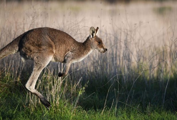 ACT nature reserves shut for kangaroo operations - Australian Online News