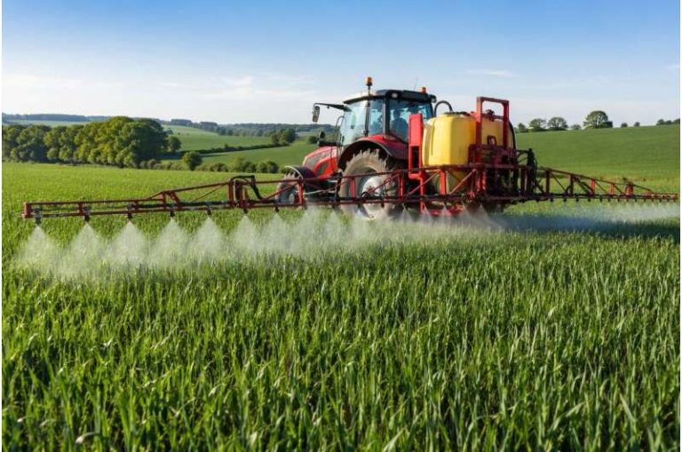 Fungus threatens food and human health, researchers argue - Australian ...